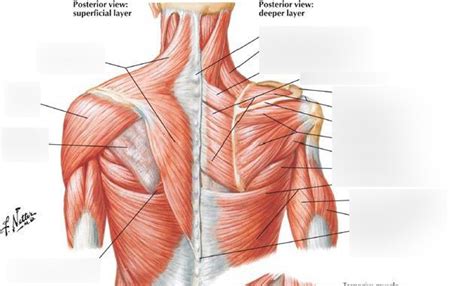 Shoulder Back Anatomy