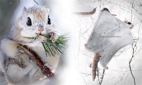 Video Photographer Braves Winter Woods To Capture Tiny Cute Japanese