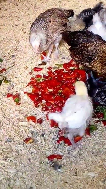 افضل علاج ووقاية للدجاج Youtube