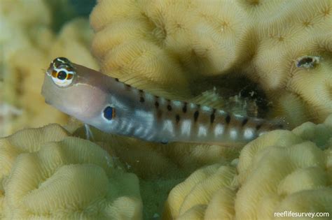 Ecsenius Alleni Allens Combtooth Blenny Reef Life Survey