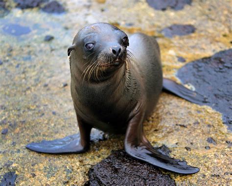 White Sea Lion