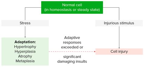 Cellular Adaptation Concise Medical Knowledge