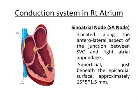 Right Atrium Pptx