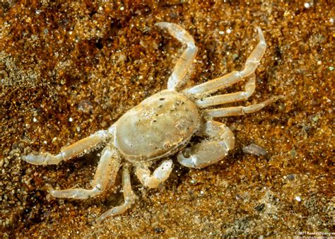 Burrow Pea Crab Scleroplax Granulata Spanglers Scuba