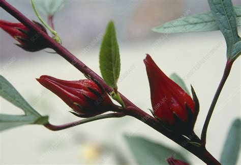 Hibiscus Sabdariffa Stock Image B8140342 Science Photo Library