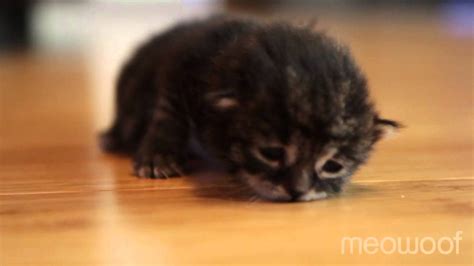 Tiny Kittens First Crawl Youtube