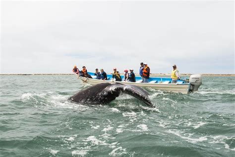 Magdalena Bay Gray Whale Kayak Tours From 2 999