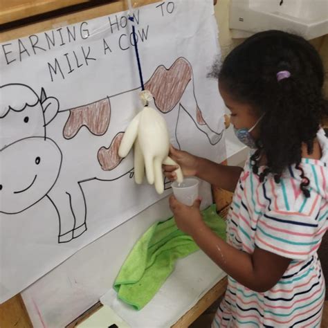 Practicing Milking A Cow