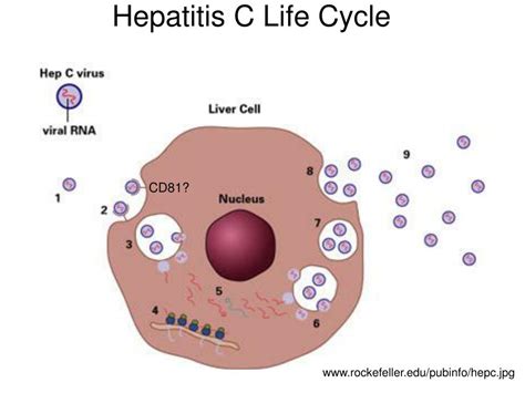 Ppt Hepatitis C Virus Powerpoint Presentation Free Download Id6765403