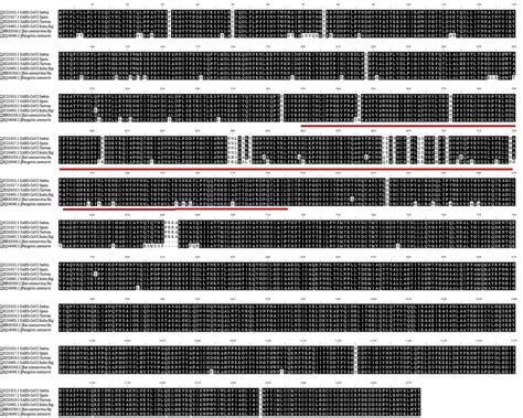 Domain Analyses Of Sars Cov2 S Protein Sequences Using Pfam Database