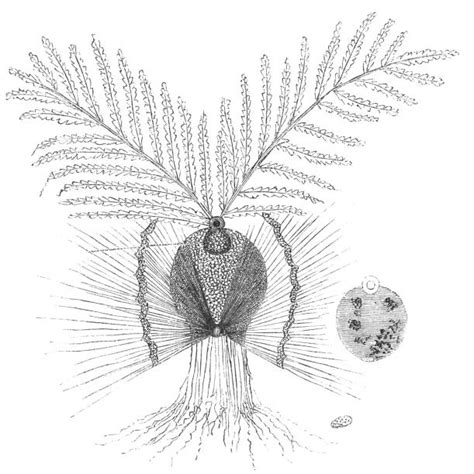 Wheat Kernel Diagram Illustrations Royalty Free Vector Graphics And Clip