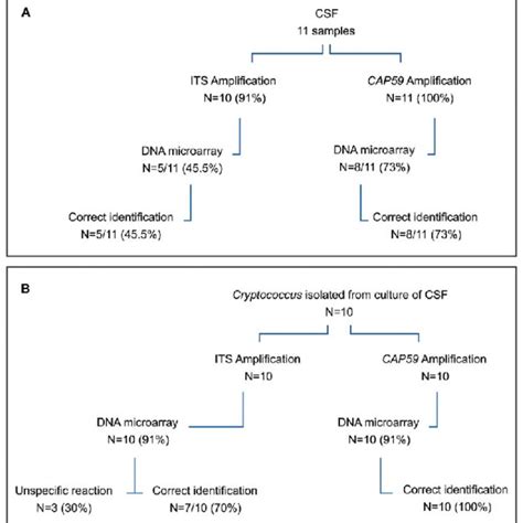 Results Of The Identification Of Its And Cap59 Dna Microarray