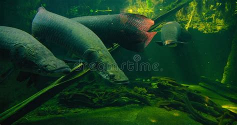 Largest River Fish Arapaima Gigas In A Freshwater Aquarium Vacation