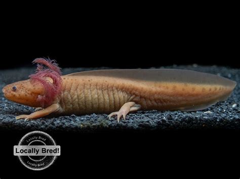 Home Freshwater Amphibians Copper Melanoid Axolotl Ambystoma