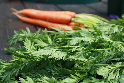 Carrot Greens Health Benefits Nutrition Facts How To Cook Recipes