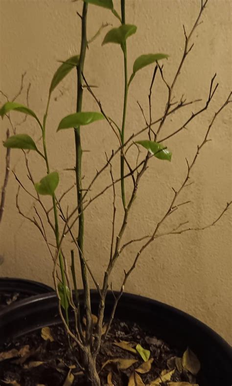 Should I Break Off The Dead Stems Rgardening