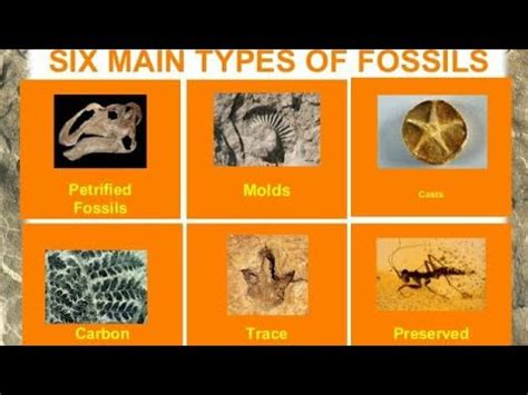 Types Of Fossils Geology Notes For W B C S Examination