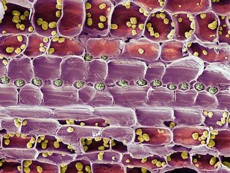 Xylem Plant Cells Sem Stock Image B725 0398 Science Photo Library