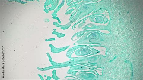 Vídeo Do Stock Fruit Of Ficus Carica In Transversal Section Magnified Under Microscope 100x And