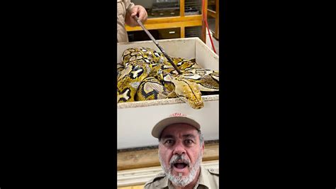 Angry Momma Python😳 Youtube