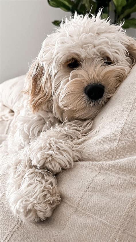 Adorable Cavachon Dog On Bed