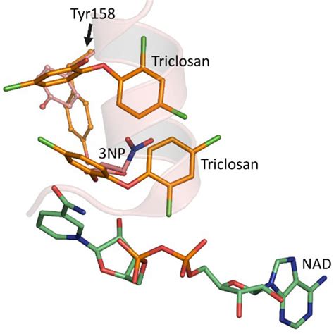 Synchrotron Joins Ubon Ratchathani Researchers To Analyze Enzyme