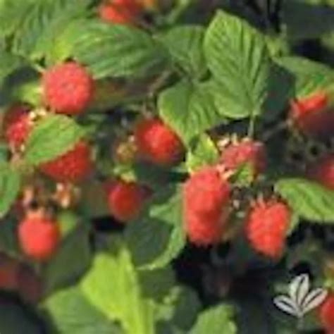 Nantahala Red Raspberry Plants Edible Fruit Perennial