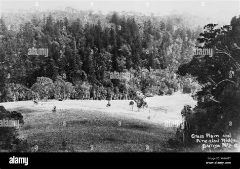 2 394137 Grass Plain And Pine Clad Ridge Bunya Mountains Ca 1920
