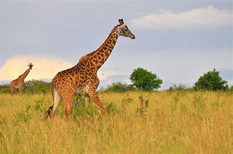 Masai Giraffe Wallpaper