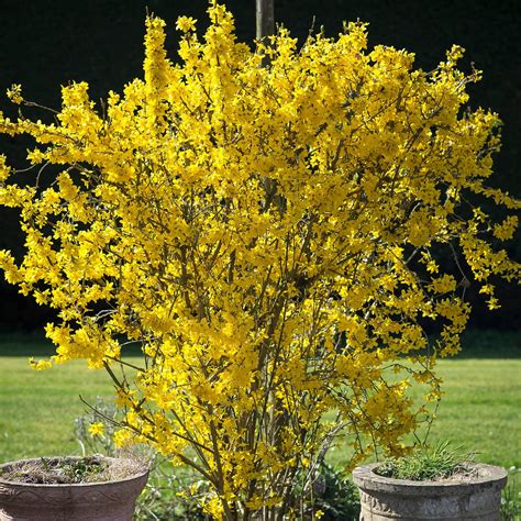 3x Garden Shrub Plants Forsythia Bright Yellow Spring Flower Hardy