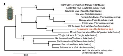 Figure A Maximum Likelihood Phylogenetic Tree Of Rhabdoviruses The Download Scientific