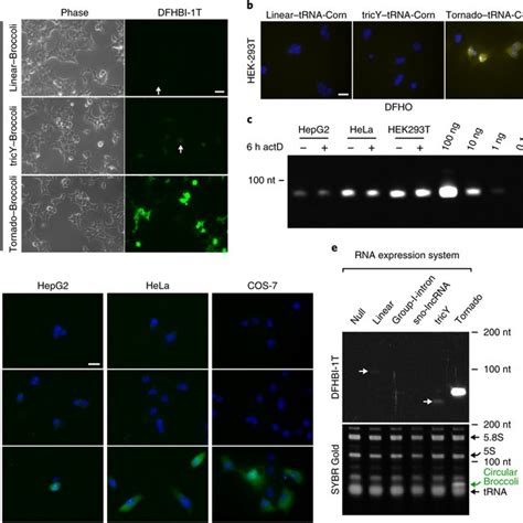 Tornado Expression System Generates Circular Rna A Ribozymes Download Scientific Diagram