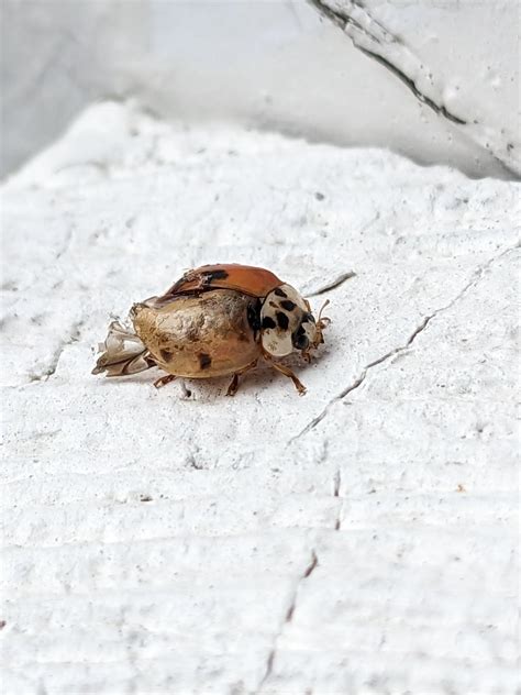What Weird Ladybug Is This Rwhatbugisthis