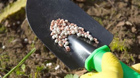 How To Plant And Care For Tulip Bulbs Angi