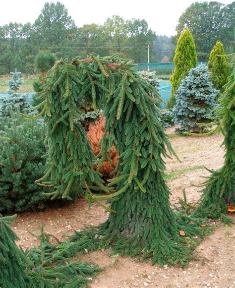 Picea Omorika Pendula Bruns Serbian Spruce Artofit