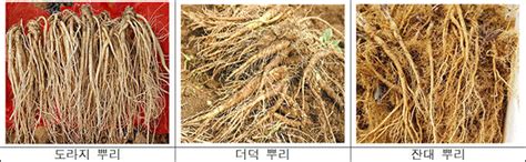 뿌리 모양 비슷” 도라지 더덕 잔대 구별법 개발
