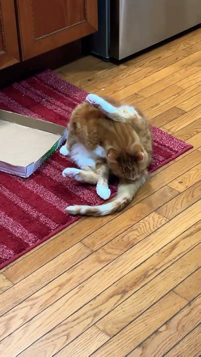 Daily Cattio Youtube