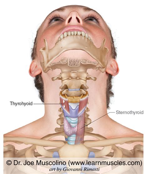 Thyrohyoid Learn Muscles