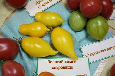 Томат 'Золотой Лимон' (Akmore Treasure, Сокровище, Золотая Канарейка ...