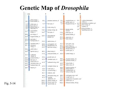 Lab Gene Drosophila At Manuel Blount Blog