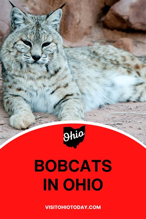 Bobcats In Ohio Visit Ohio Today