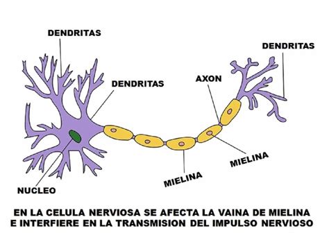 Partes Del Sistema Nervioso Funciones Y Estructuras