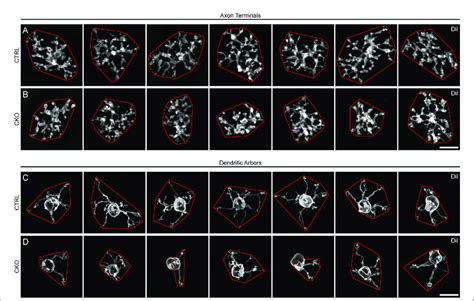 A D Seven Examples Of Dii Labeled Axon Terminals Ab And Dendritic