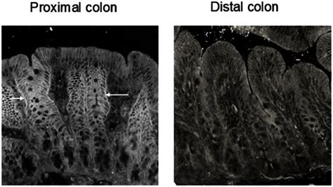 A Rat Proximal Colon Demonstrates Strong Basolateral Staining For