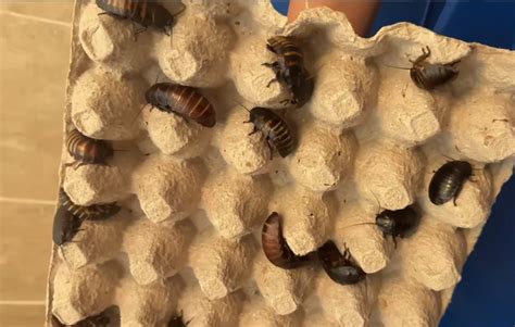 Crean Criadero De Cucaracha De Madagascar Grupo Milenio