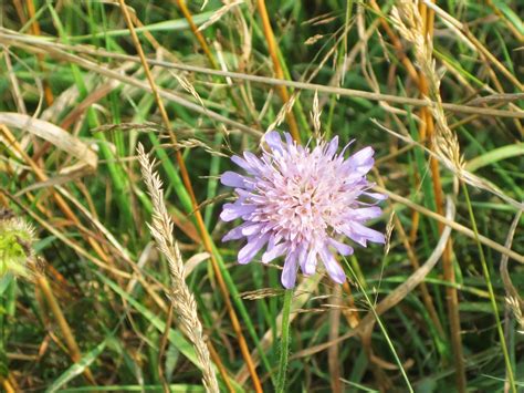 Filnore Woods Blog Field Scabious