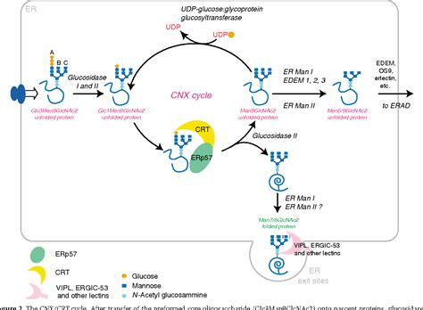 Secretory Pathway Semantic Scholar