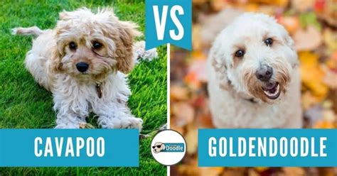 Goldendoodle Ear Infection Effective Treatment And Prevention