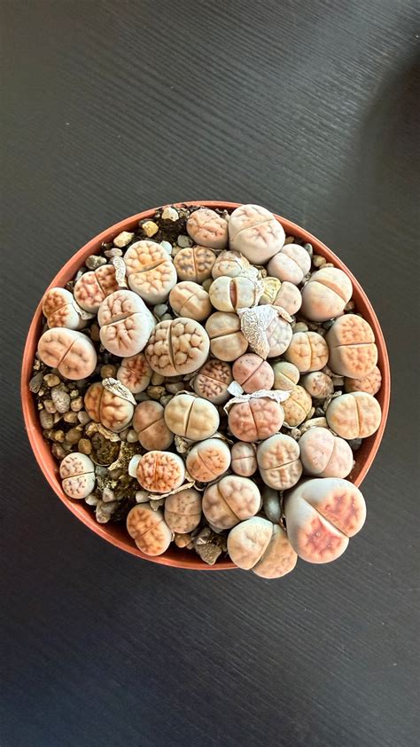 Lithops 4 Augi Plantslv