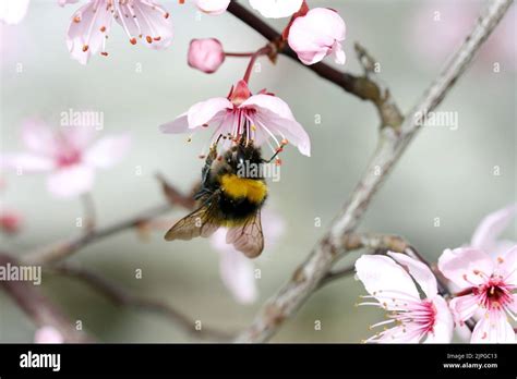 Bumblebee Cherry Blossom Pollinate Bumblebees Cherry Blossoms